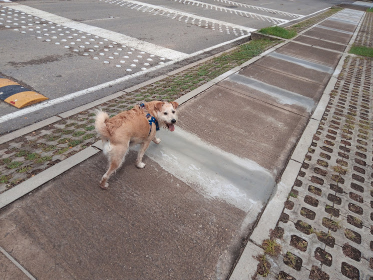 Tareas de recolección de datos para la investigación fonética